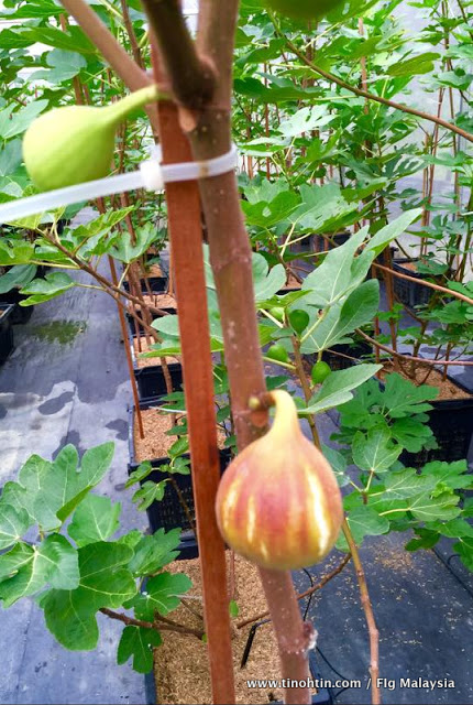 Cavaliere Fig - Var Tin