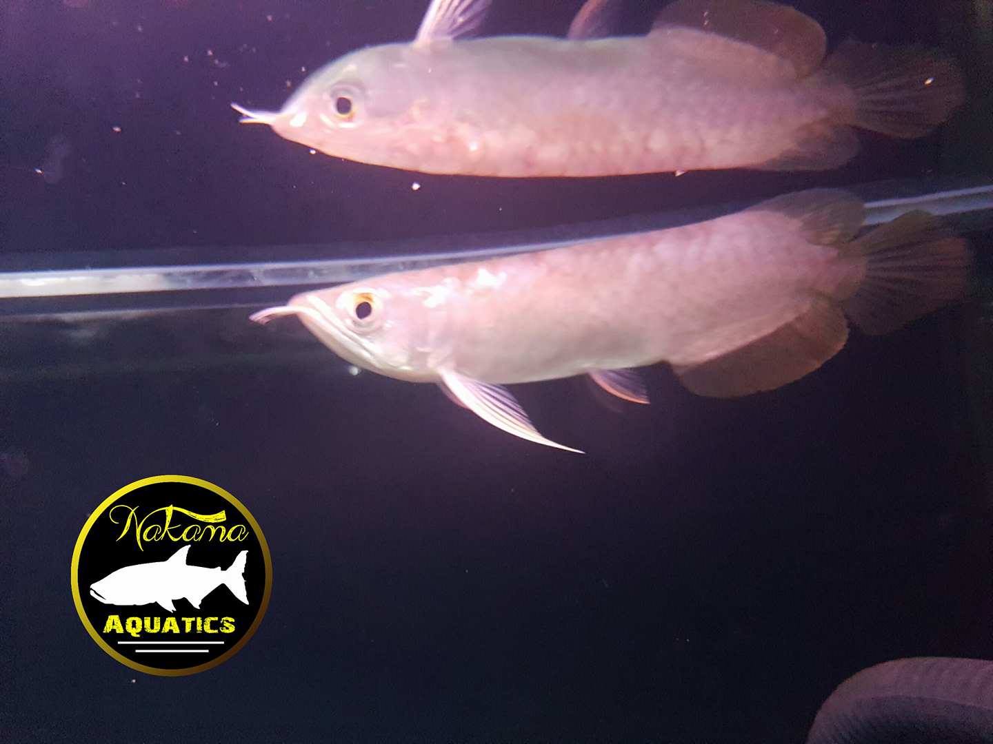 6 Ikan Predator Air Tawar Tipe Atas Yang Populer - Nakama Aquatics