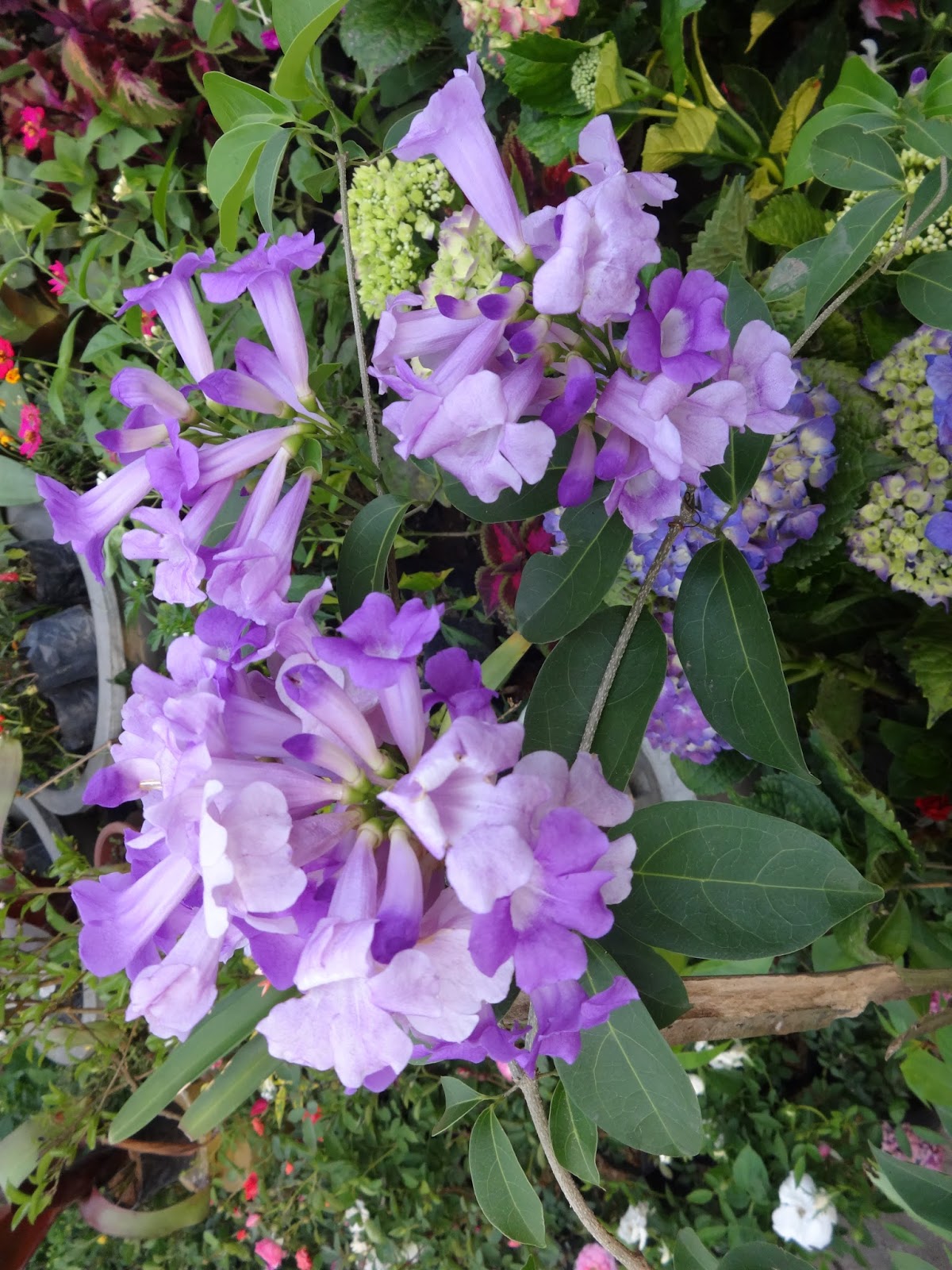 Herbs from Distant Lands: Garlic Vine, Ajos Sacha - Mansoa alliacea ...