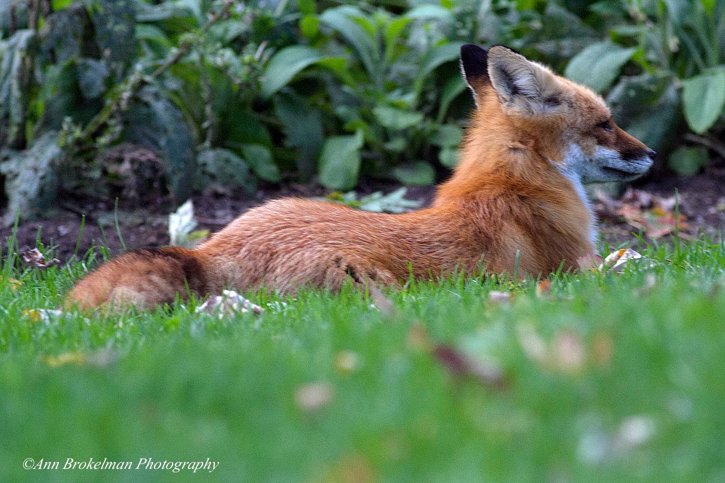 Ann Brokelman Photography: Red Fox . Oct 2013