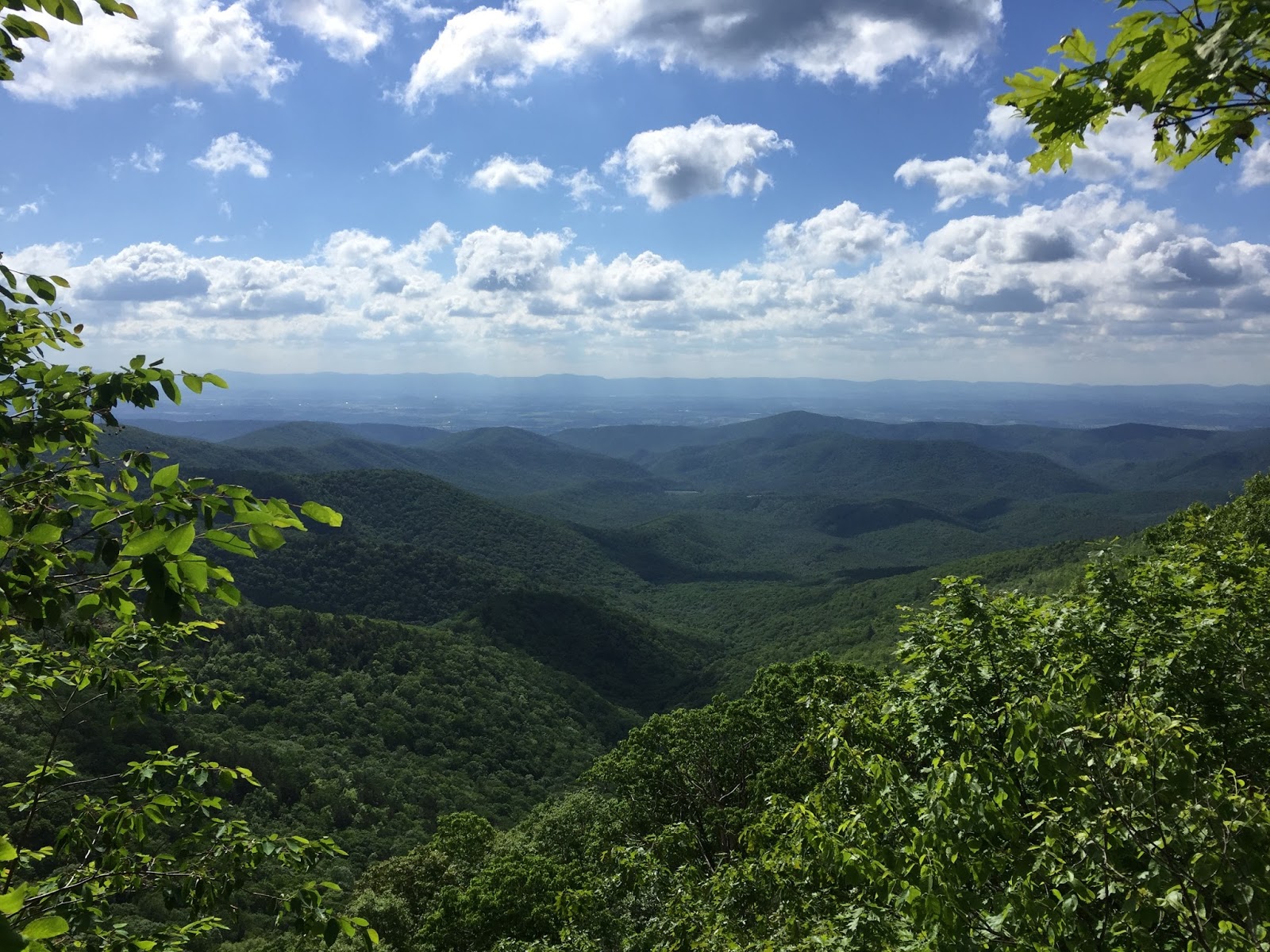 Wandering Virginia: Wild Oak Trail, Revisited 2016