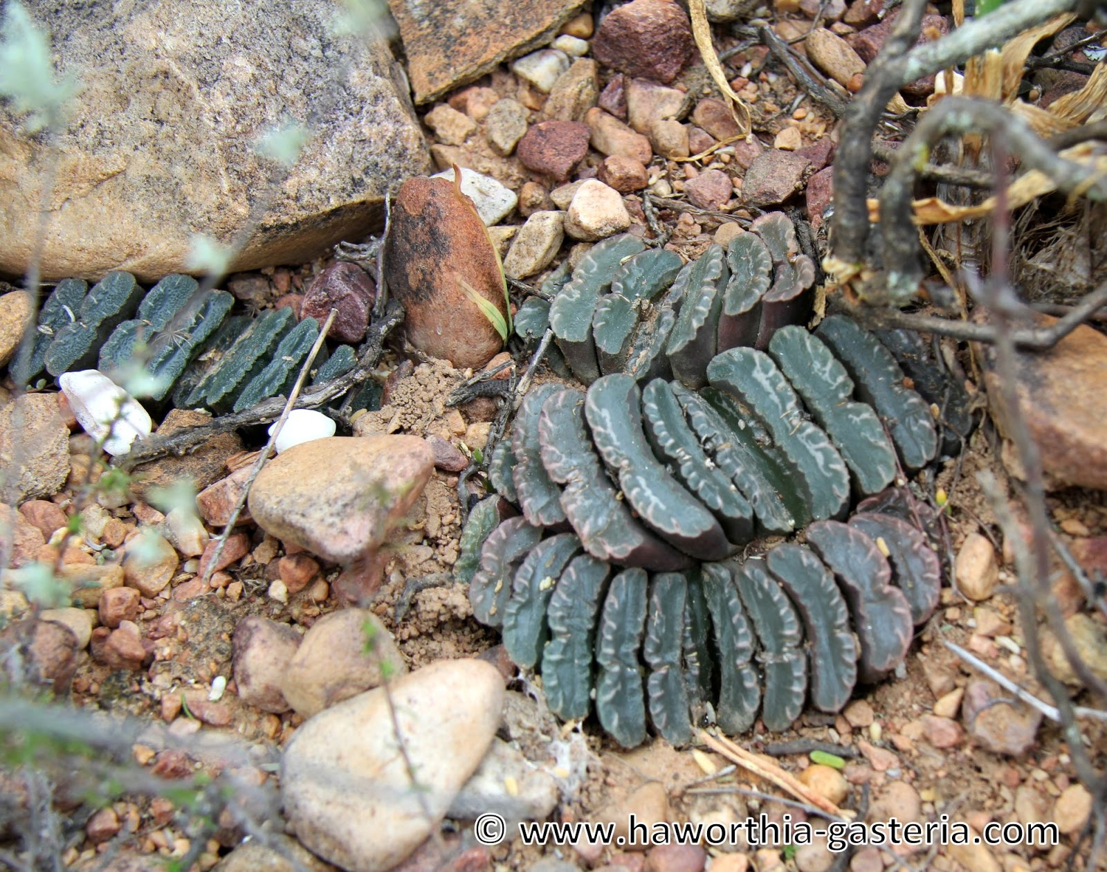 All you wanted to know about Haworthias, Gasterias and Astrolobas ...