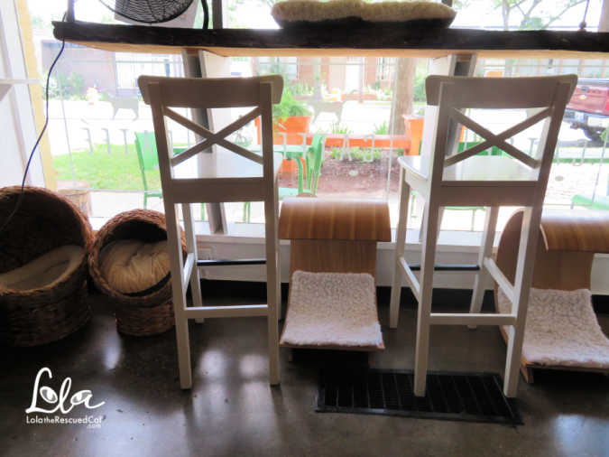 Lola on the Road: Catfé Lounge (Ferndale, MI) | Lola The Rescued Cat