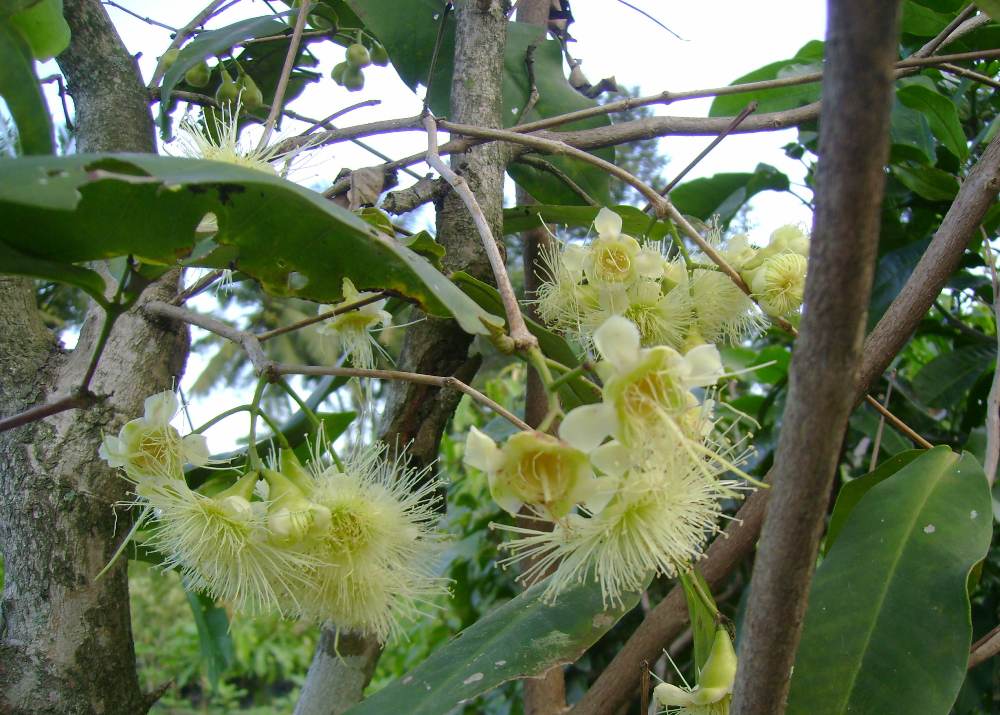 Bunga-bunga wisata: KEMBANG jAMBU