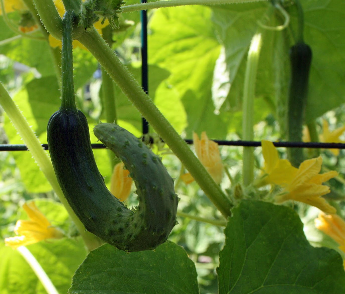 Southern Lagniappe: A Garden Legacy