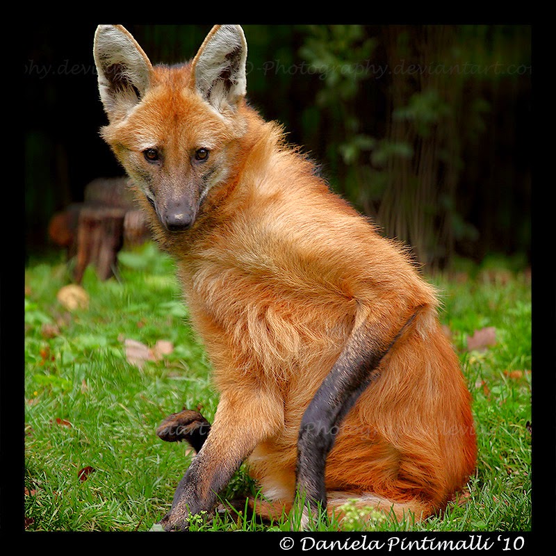 MANED WOLF photos - wallpapers | the fun bank