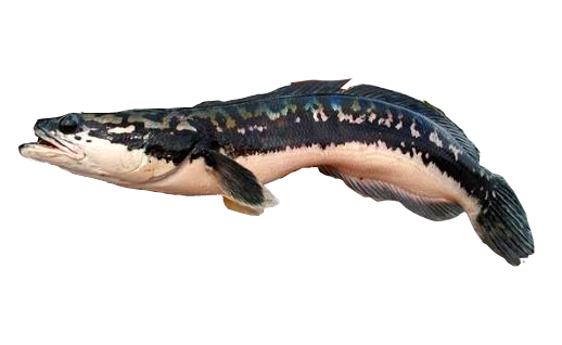 Buying snakehead fish - rcnibht