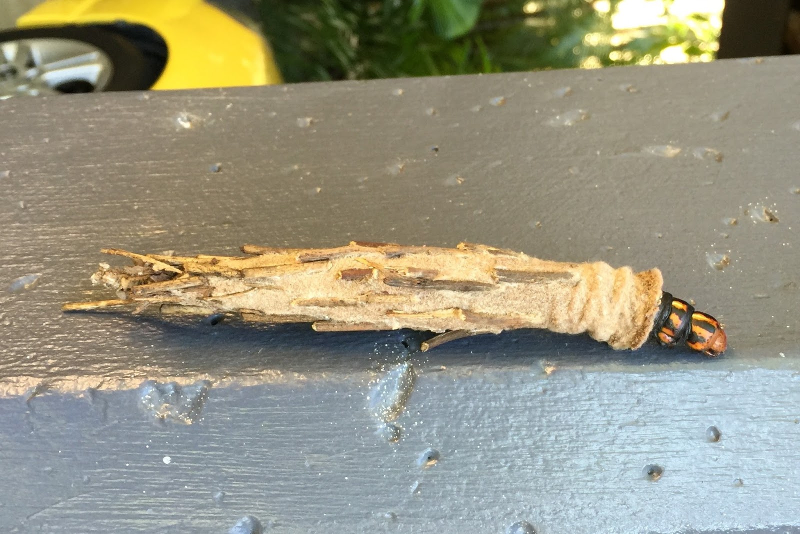 Jenny of ELEFANTZ: In my cocoon...