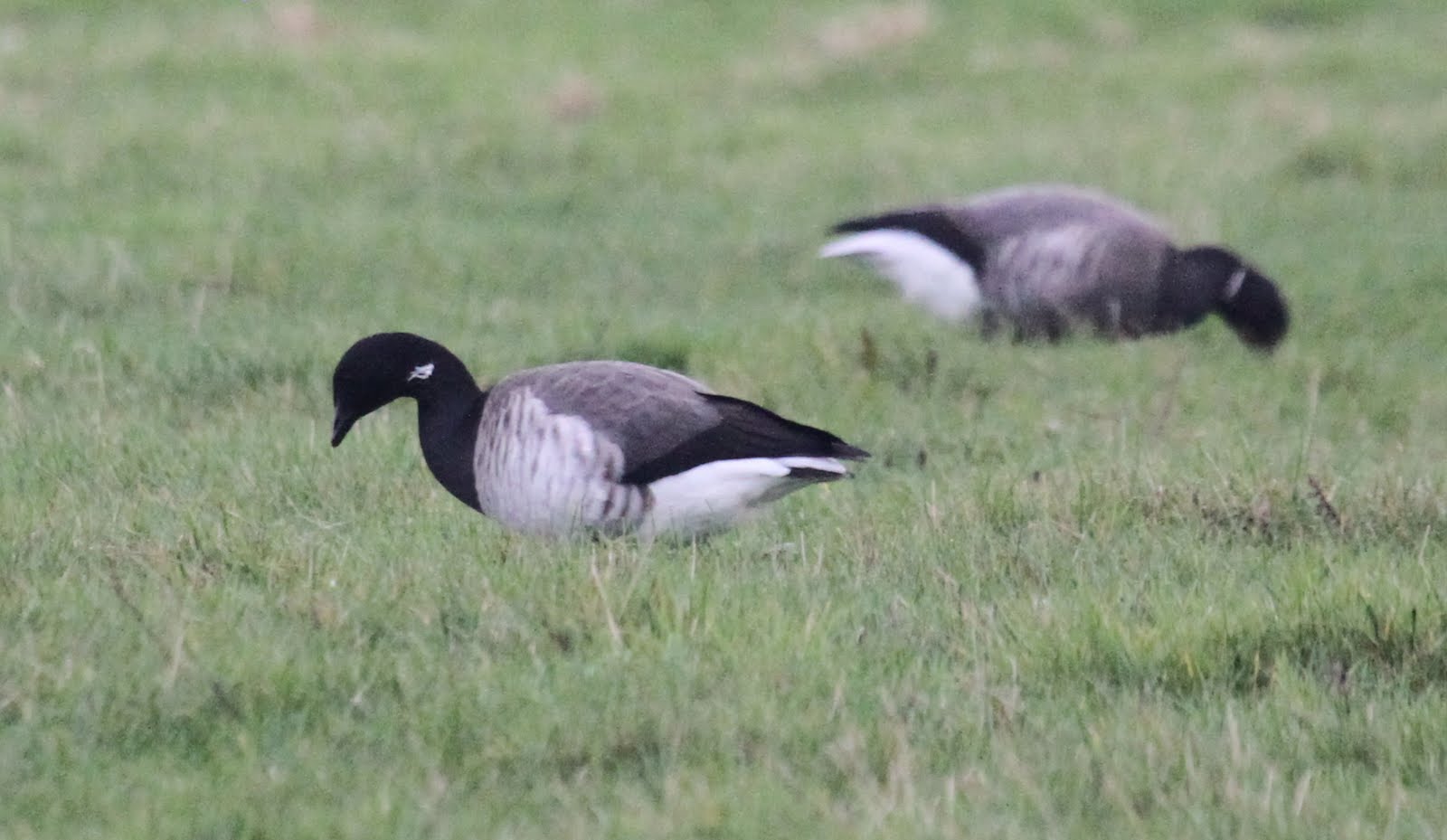 Graham's Birding Blog: November 2011