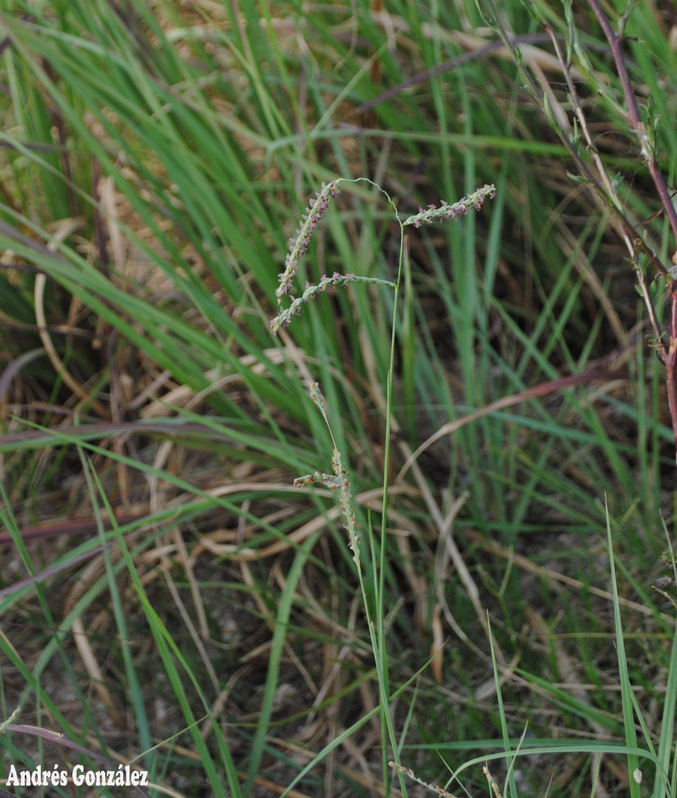 FOTOS DE FLORA NATIVA Y ADVENTICIAS DE URUGUAY : Paspalum lepton. Poaceae