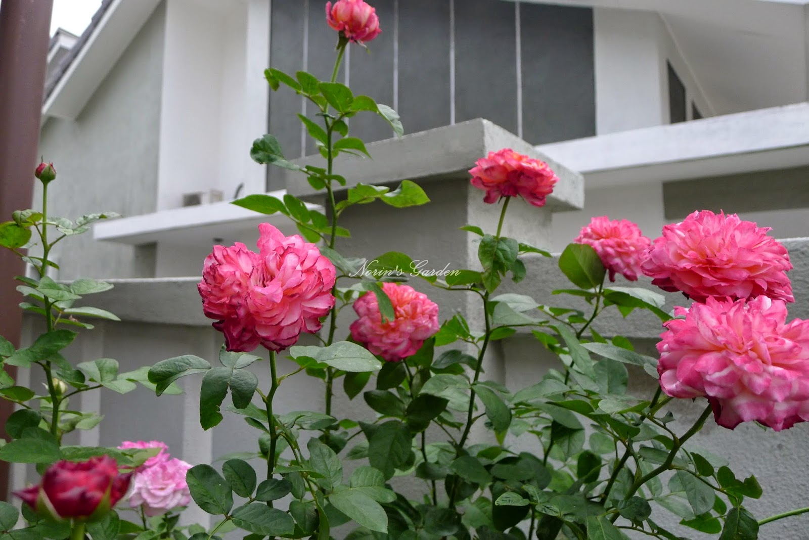 All About Norin's Garden: Cara mencantas pokok bunga ros