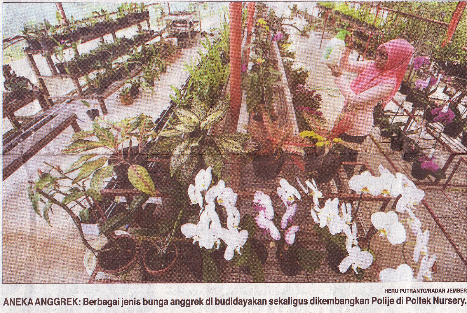 Indahnya Hamparan Bunga Kebun Nursery Polije