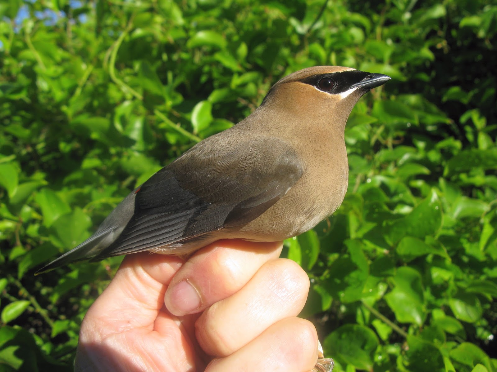 Cape Cod Bander: Birds of Summer