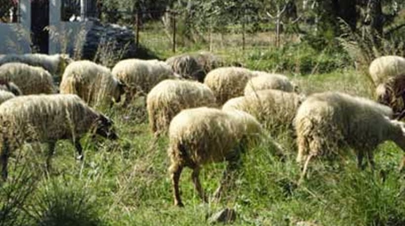 ΠΡΩΗΝ ΒΟΥΛΕΥΤΗΣ ΤΗΣ ΝΕΑΣ ΔΗΜΟΚΡΑΤΙΑΣ ΜΕ ΕΜΠΕΙΡΙΑ ΣΤΑ ΠΡΟΒΑΤΑ ...