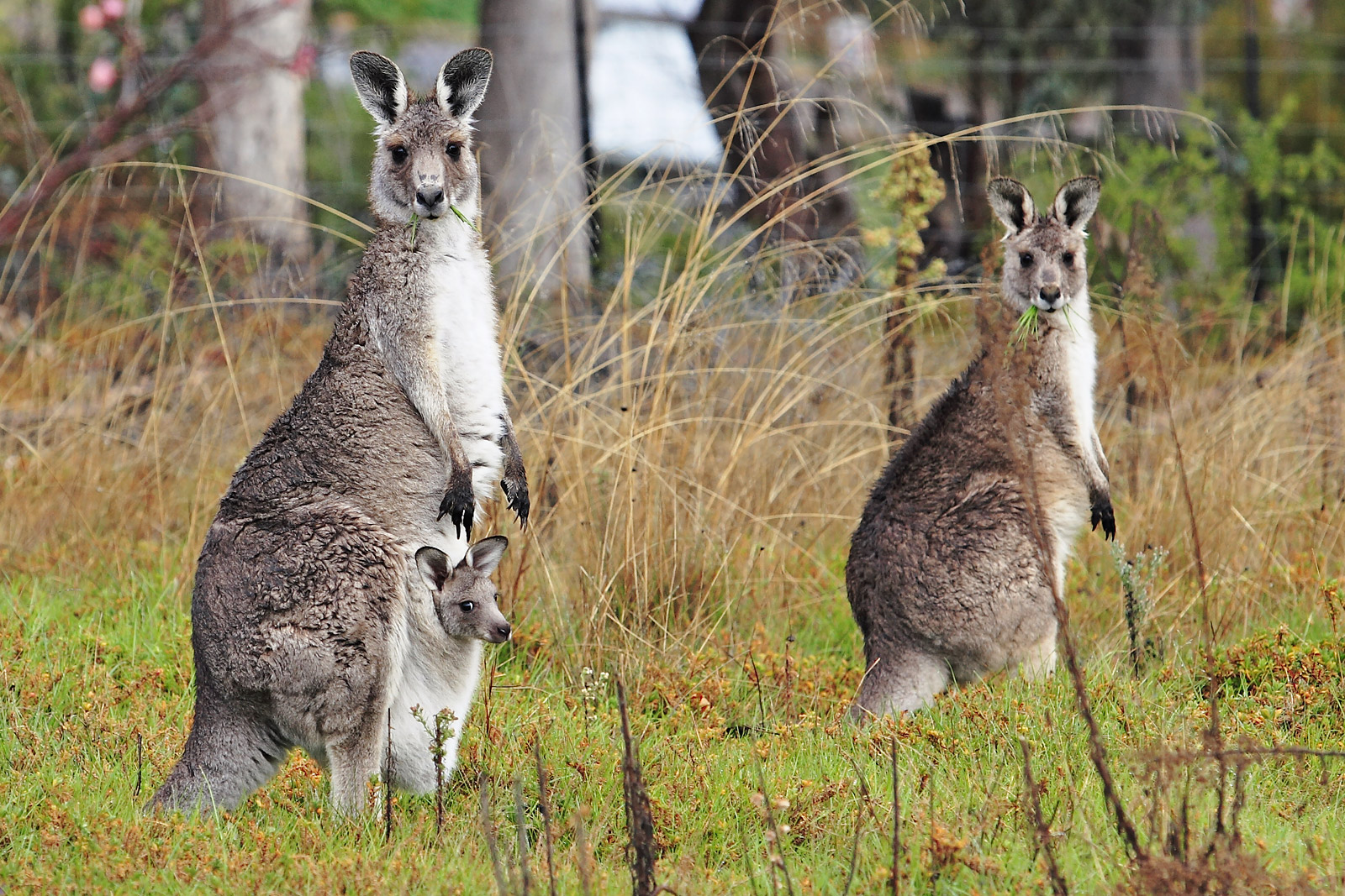United, We Love You!: Kangaroo Facts