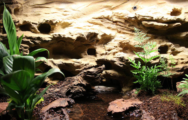 Background For Reptile Cage ~ Background Kindle Pics