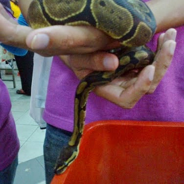 THIS IS ............: Hidupan Liar - Ular Sawa Batu dan Ular Sawa Batik