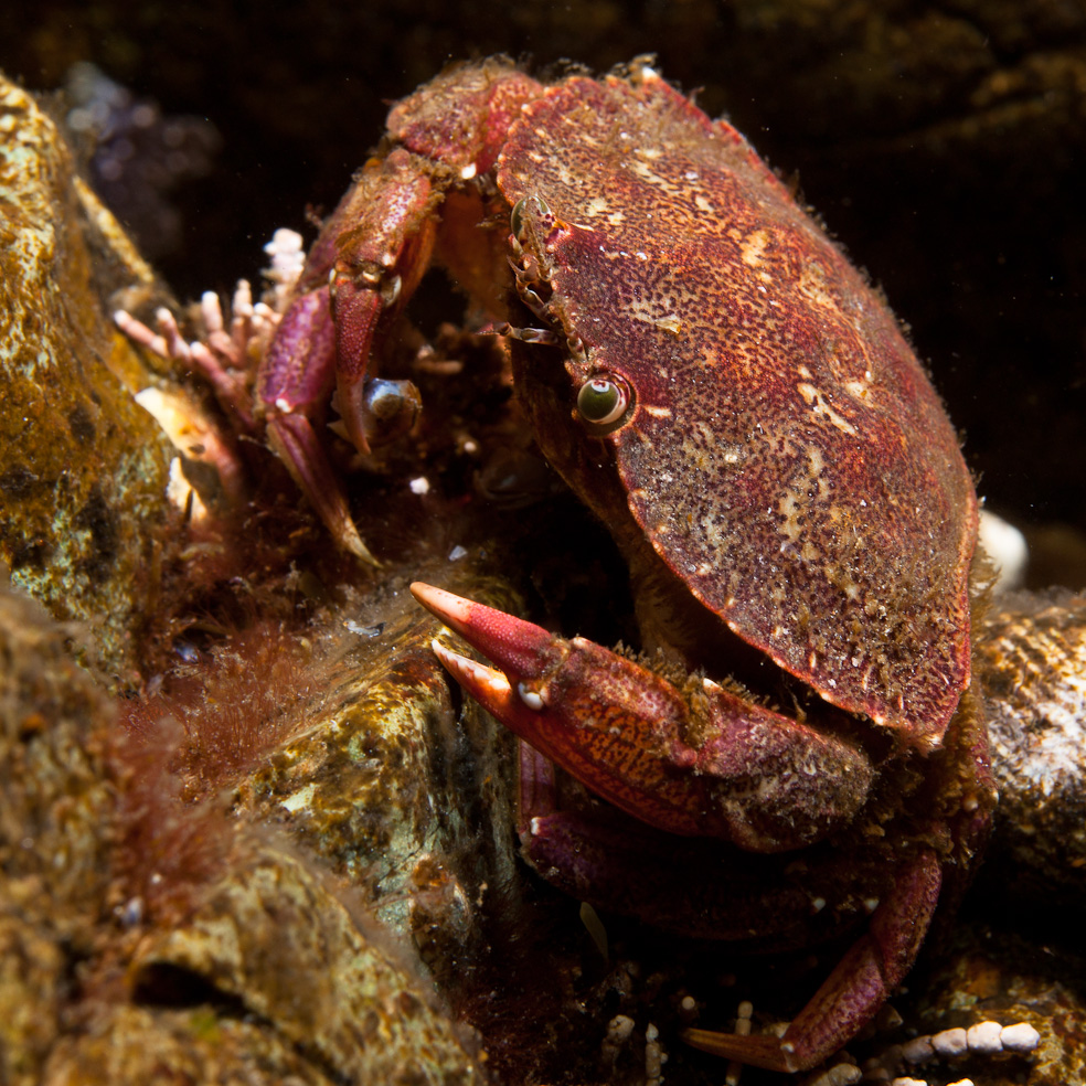 Mick's marine biology: A glimpse of invertebrate marine life of ...