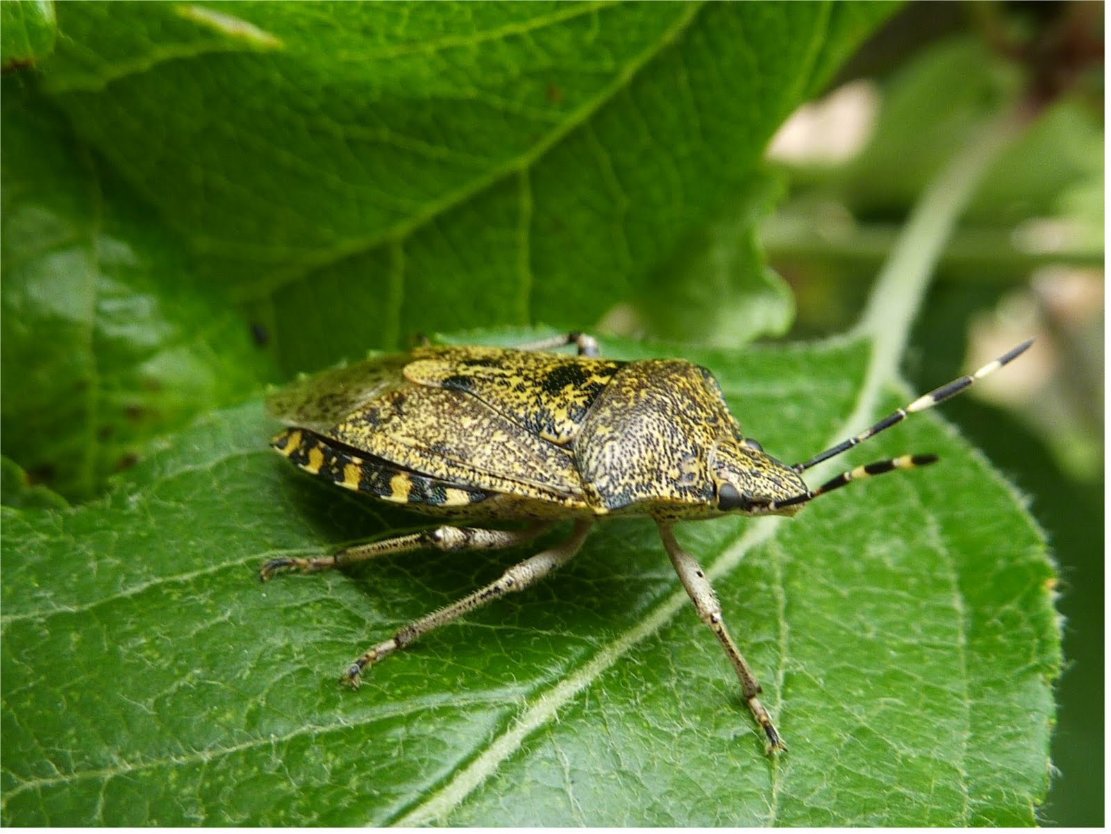 Le Monde des Animaux Chimériques: La punaise dorée