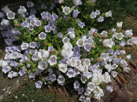 Nadezda's Garden and Home : Alpine Plants