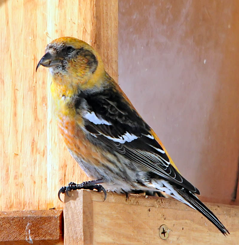 Birding Is Fun!: Nomads of the North