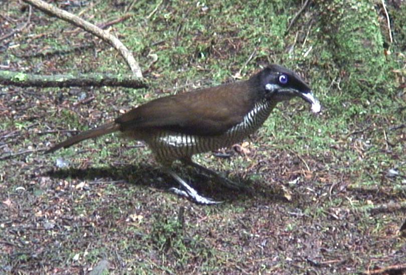 Drive To Nature: Bird of Paradies Part-1