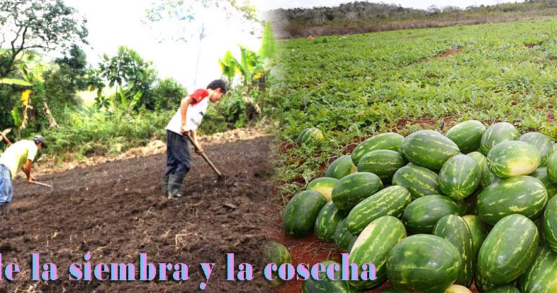 La Ley de la siembra y la cosecha