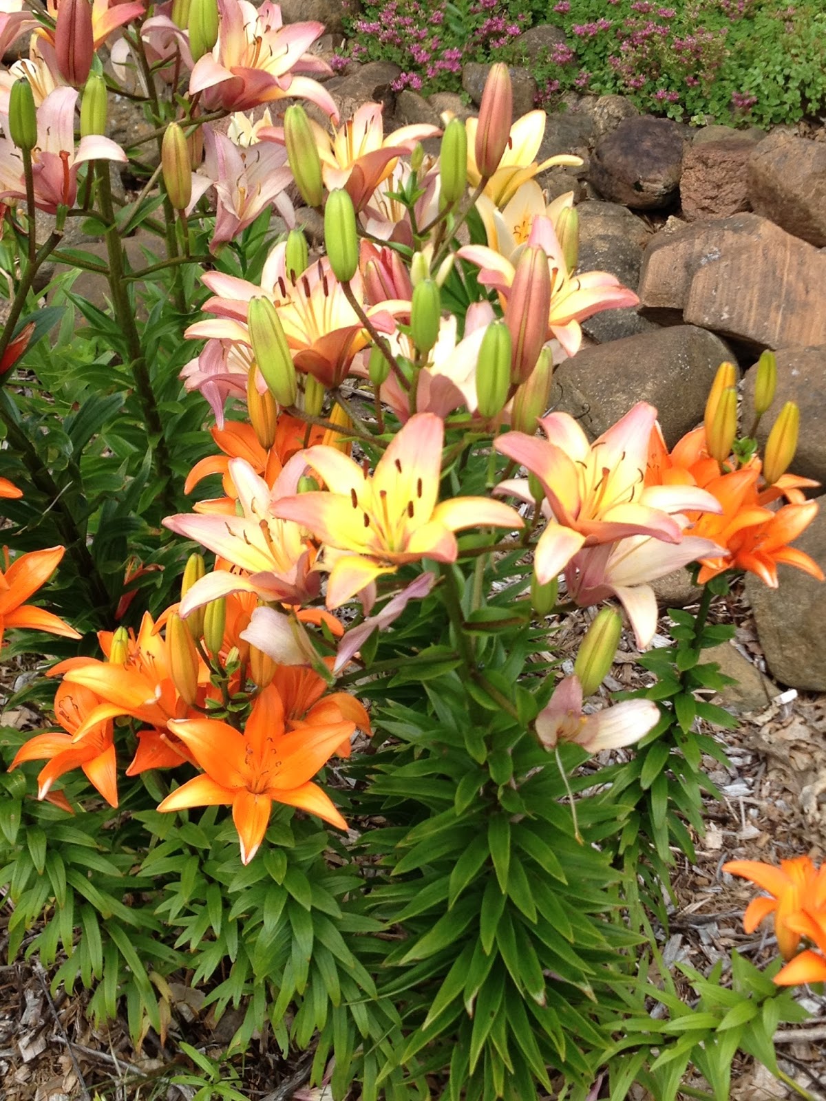 Talking to Plants: Lilium