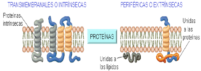 Biología de BI: La membrana citoplasmatica