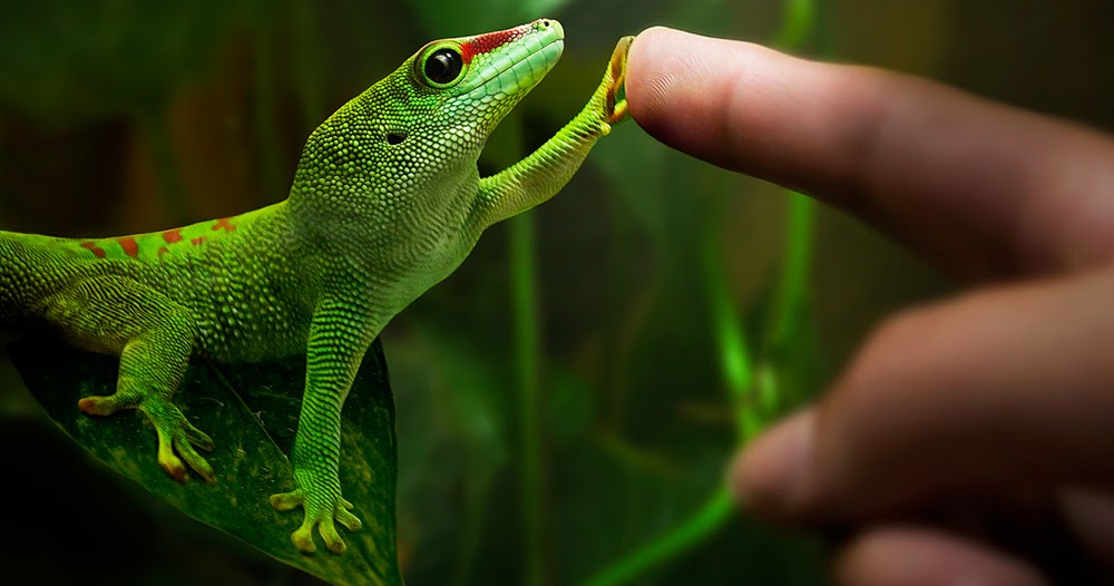Geckos domesticos: mantenimiento y taxonomia