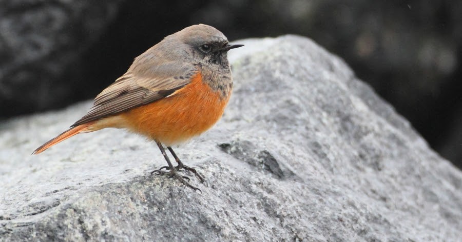 BirdsDK: Eastern Black Redstart (Phoenicurus ochruros phoenicuroides) on Djursland
