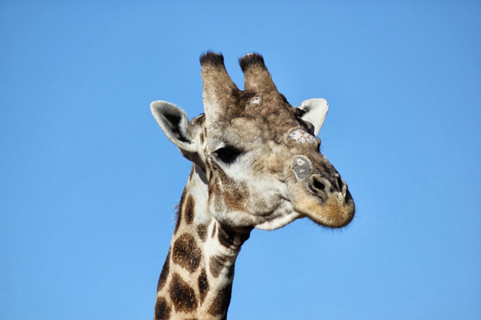 Joey on a Holiday: My Time in Shamwari Game Reserve