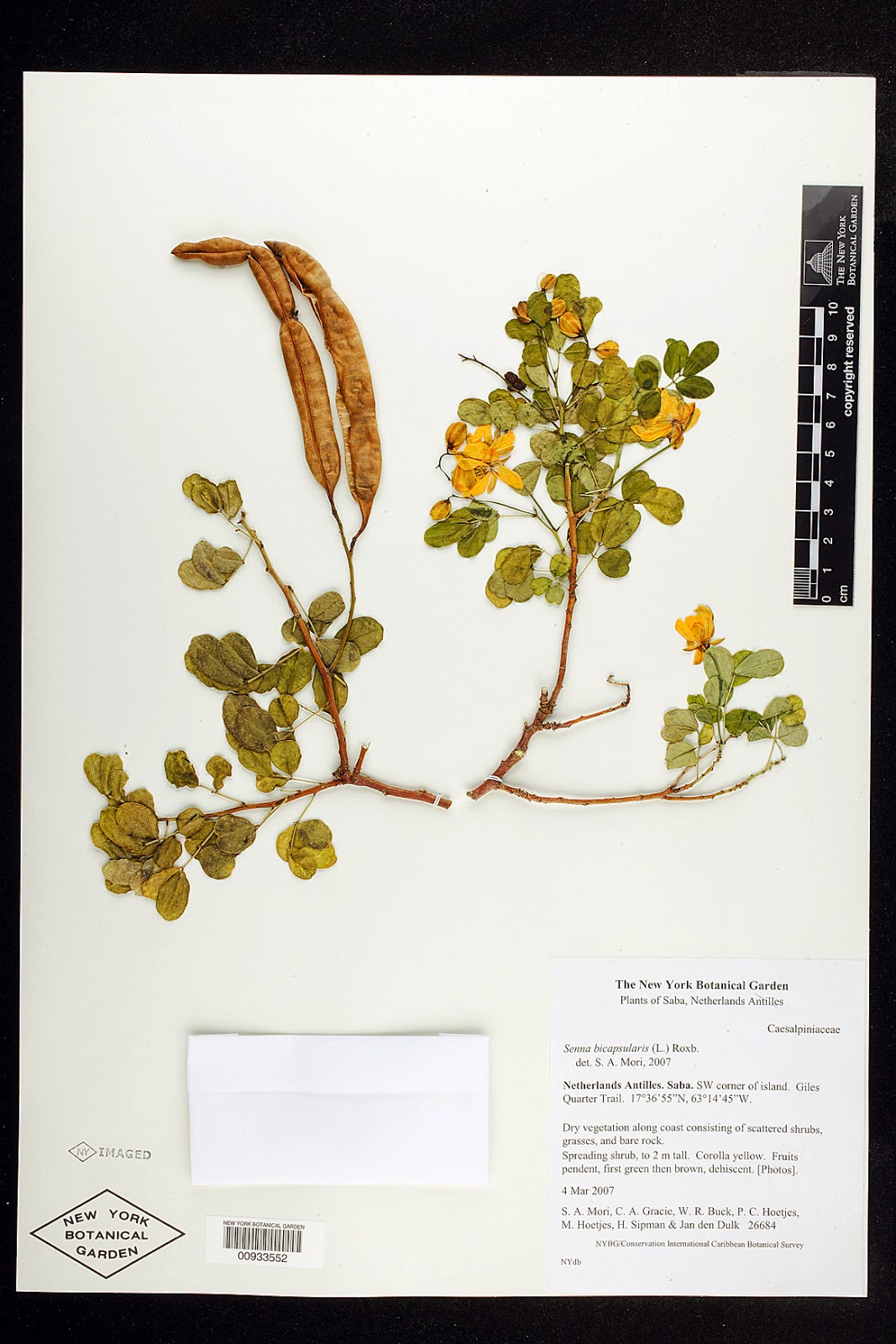 Flora de Puerto Rico Ilustrada Papo Vives: Caesalpinoideae SENNA ...