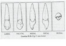 Dentistry Diary: Anatomi dan morfologi Gigi Anterior Permanen