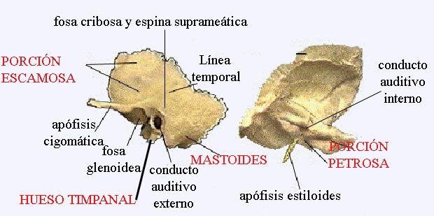 Apuntes para novat@s de Enfermería: 3. ESQUELETO Y MÚSCULOS (2) CRÁNEO ...