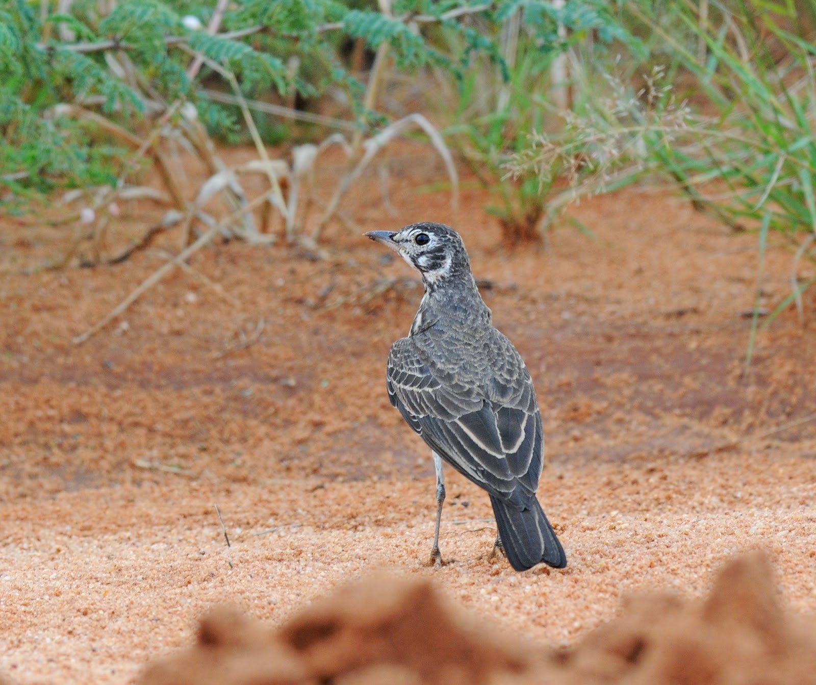 ZOOTHERA BIRDING BLOG: May 2014