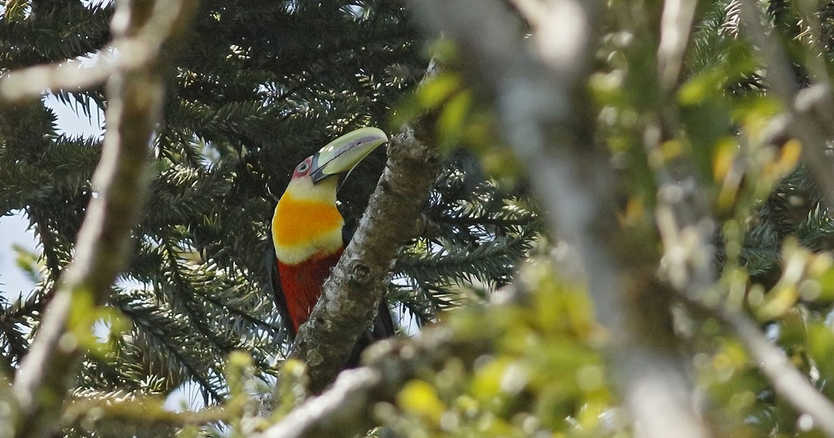 mis fotos de aves: Ramphastos dicolorus Tucán Pico Verde Red-breasted ...