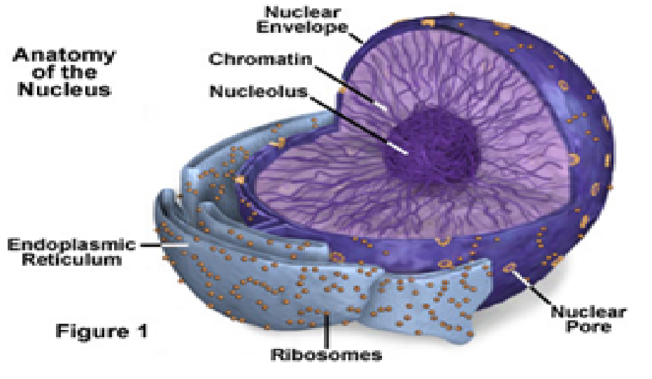 NOTA-NOTA PISMP PJ: Sel dan tisu