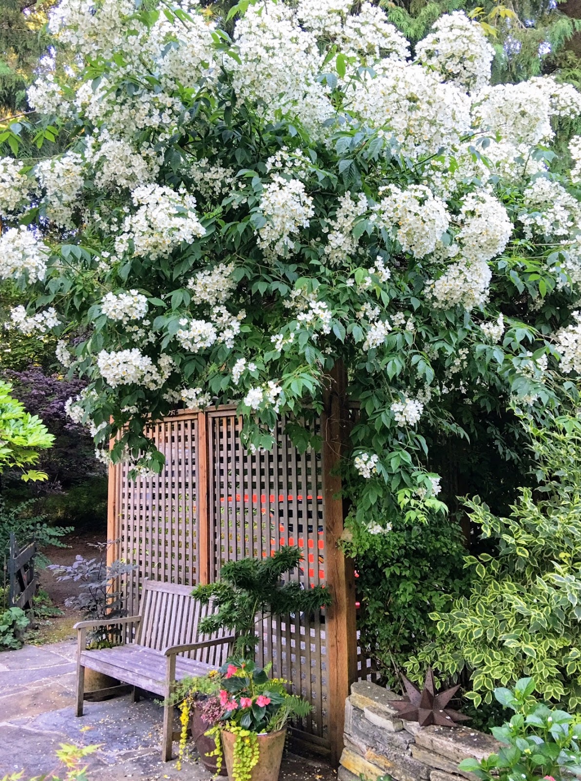 Shoreline Area News: In The Garden Now … Rambling Rose Kiftsgate