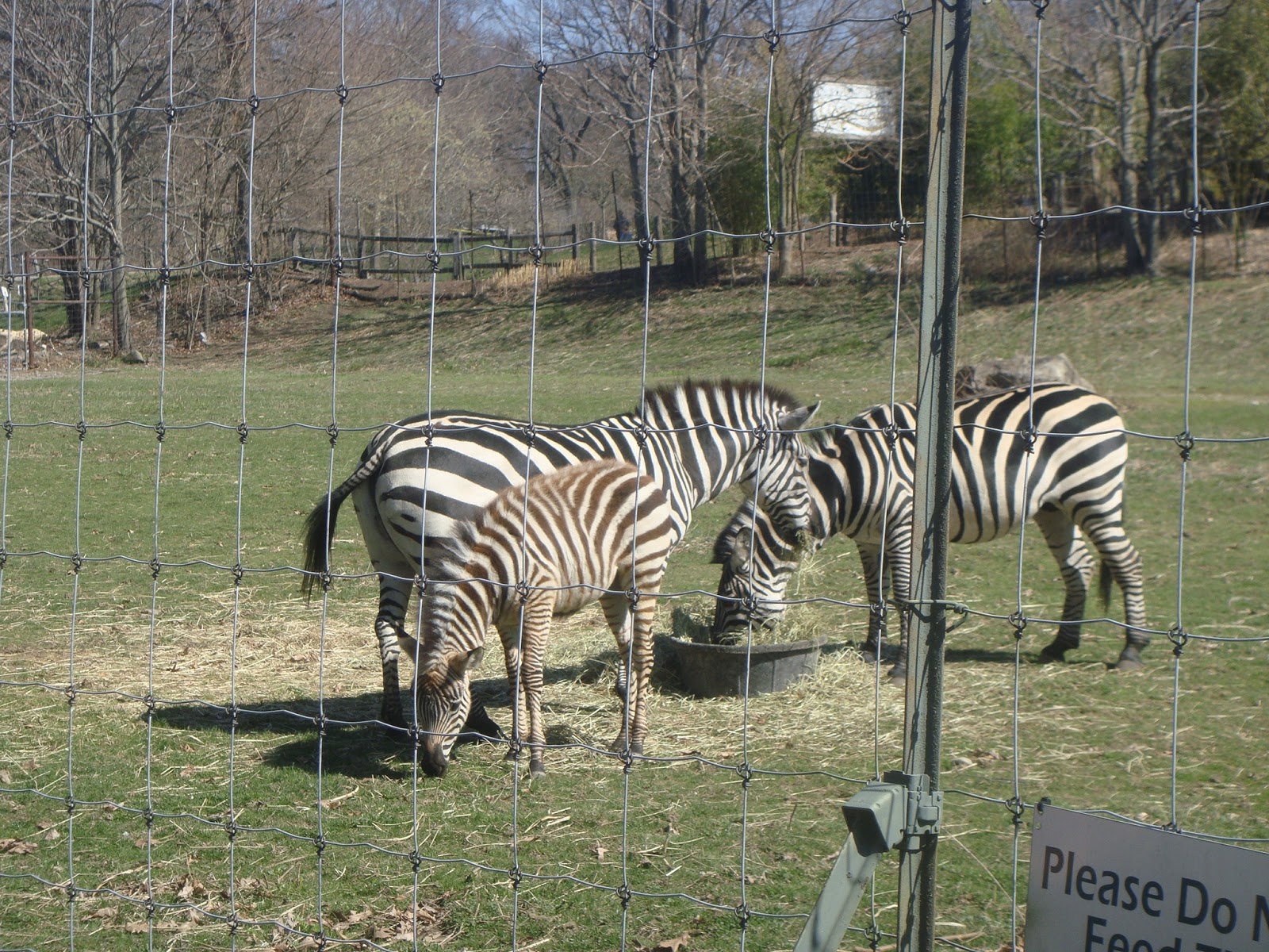 Double the Langlais Take 2: Franklin Park Zoo