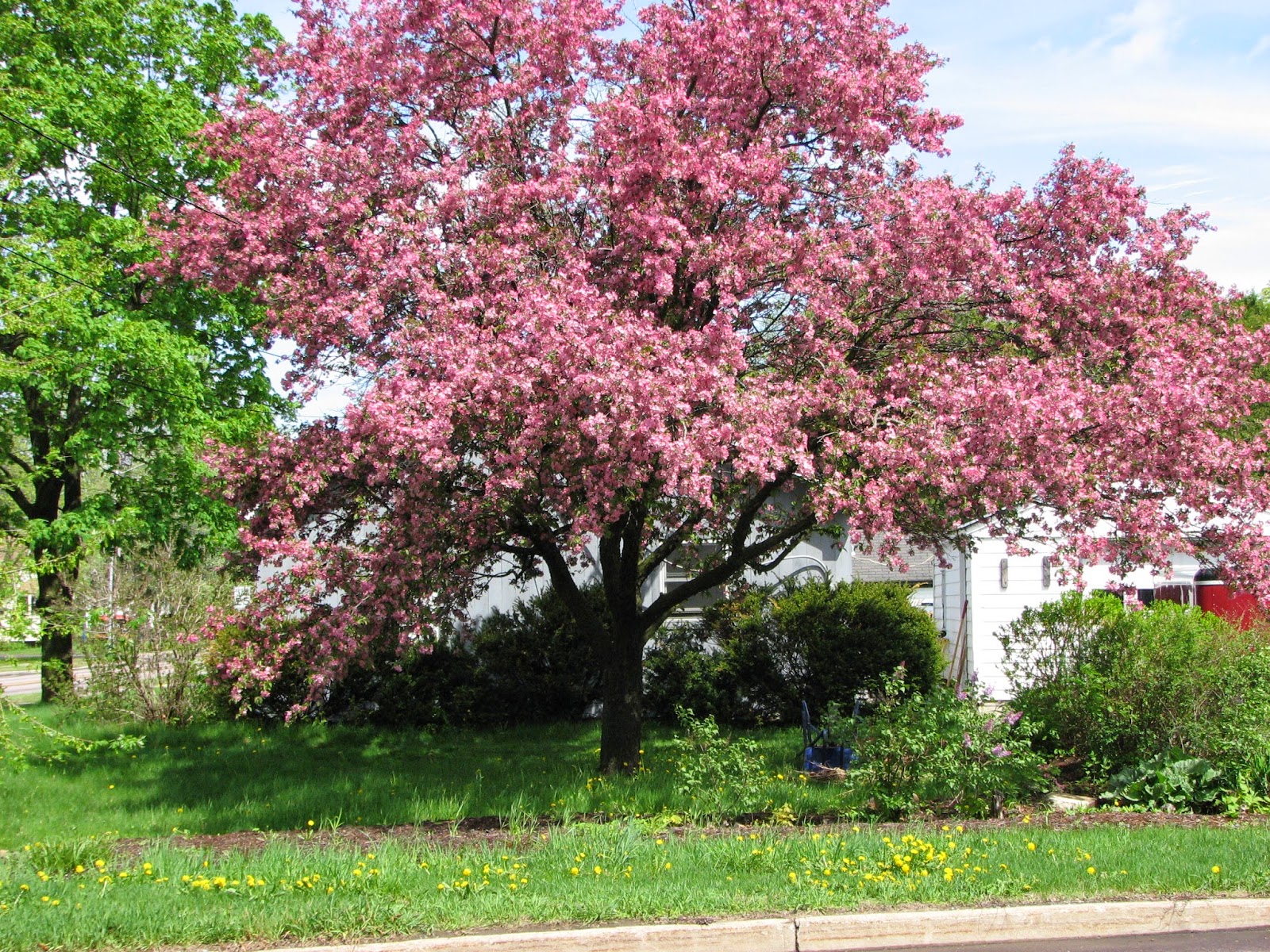 South Burlington, VT. photos Flowering Crab-apple Trees. | Litter with ...