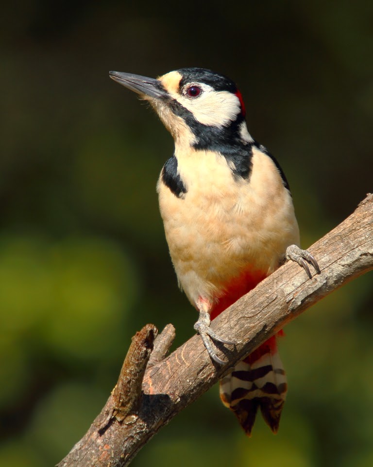 FOTOGRAFÍA DE FAUNA: PICIDOS (Picos)