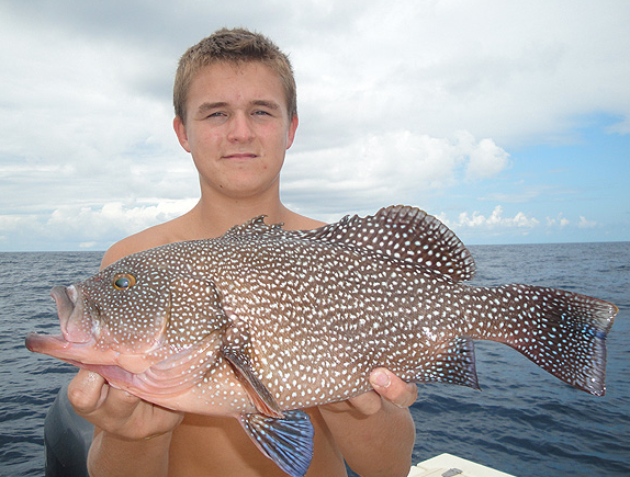 Big Fishes of the World: SPECKLED HIND (Epinephelus drummondhayi)