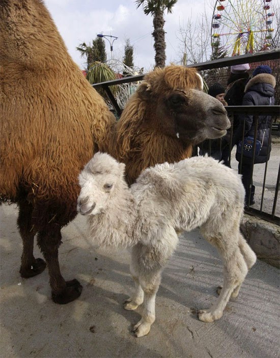 28 animais albinos que são simplesmente extraordinários
