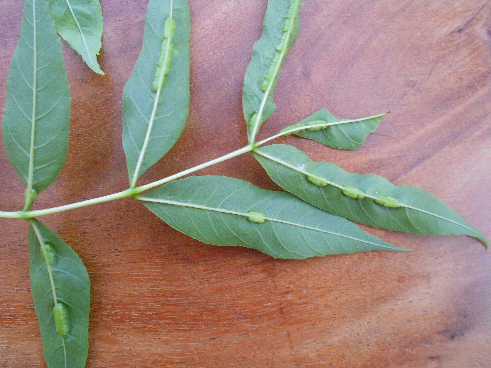 Tony's Blog: Ash Tree Problems