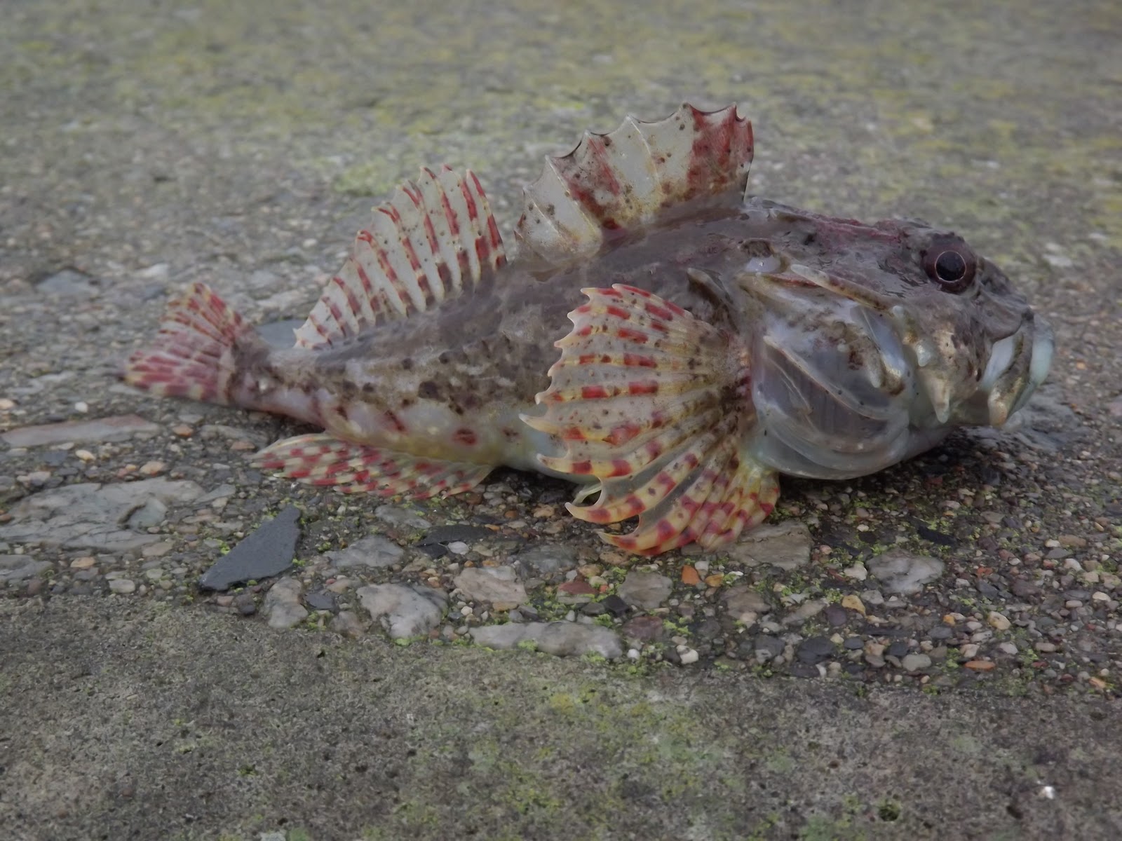 Mission Impossible : To catch 100 species of saltwater fish from ...