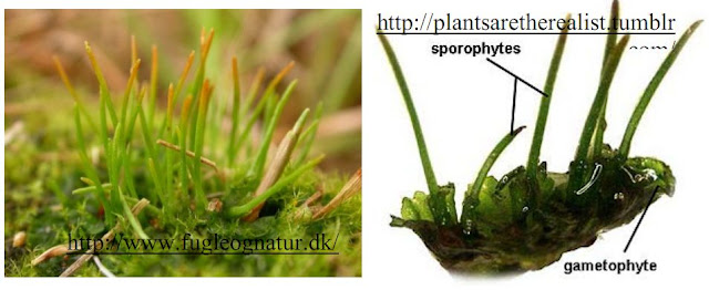 Pengertian Tumbuhan Tak Berpembuluh (Nonvascular Plants)