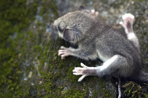 ASSOCIAZIONE ITALIANA DIFESA ANIMALI ED AMBIENTE: TROVATI QUATTRO ...