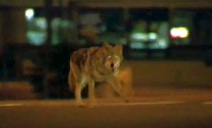 Just Watching the Wheels Go Round: Fox/Foxx, Coyote Trickster Sync? Part1