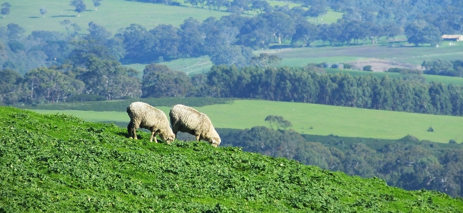 Meander to the Max: The view from Mount Alma -- high country, and ...